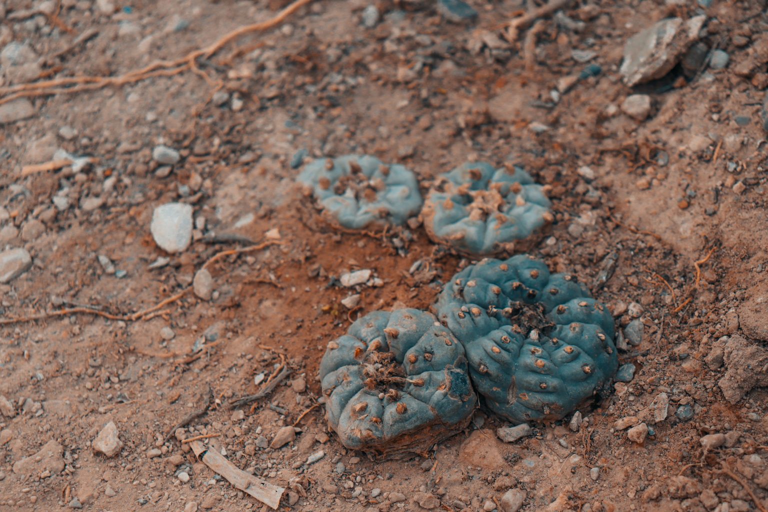 Peyotl o Lophophora williamsii - Mycotrop.com