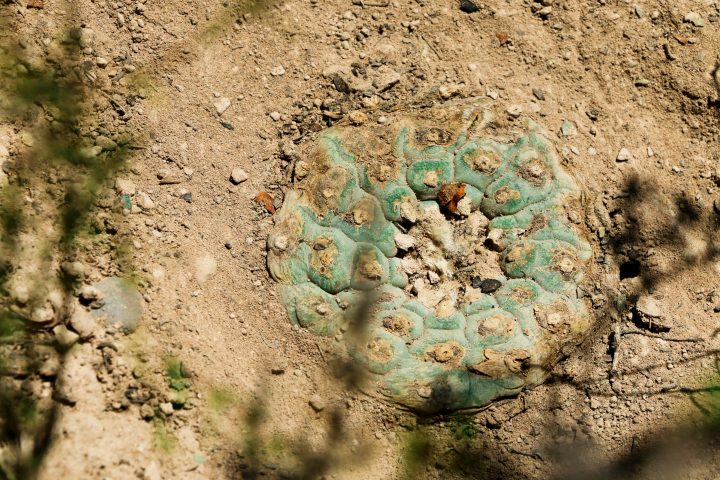 Peyotl or Lophophora williamsii - Mycotrop.com