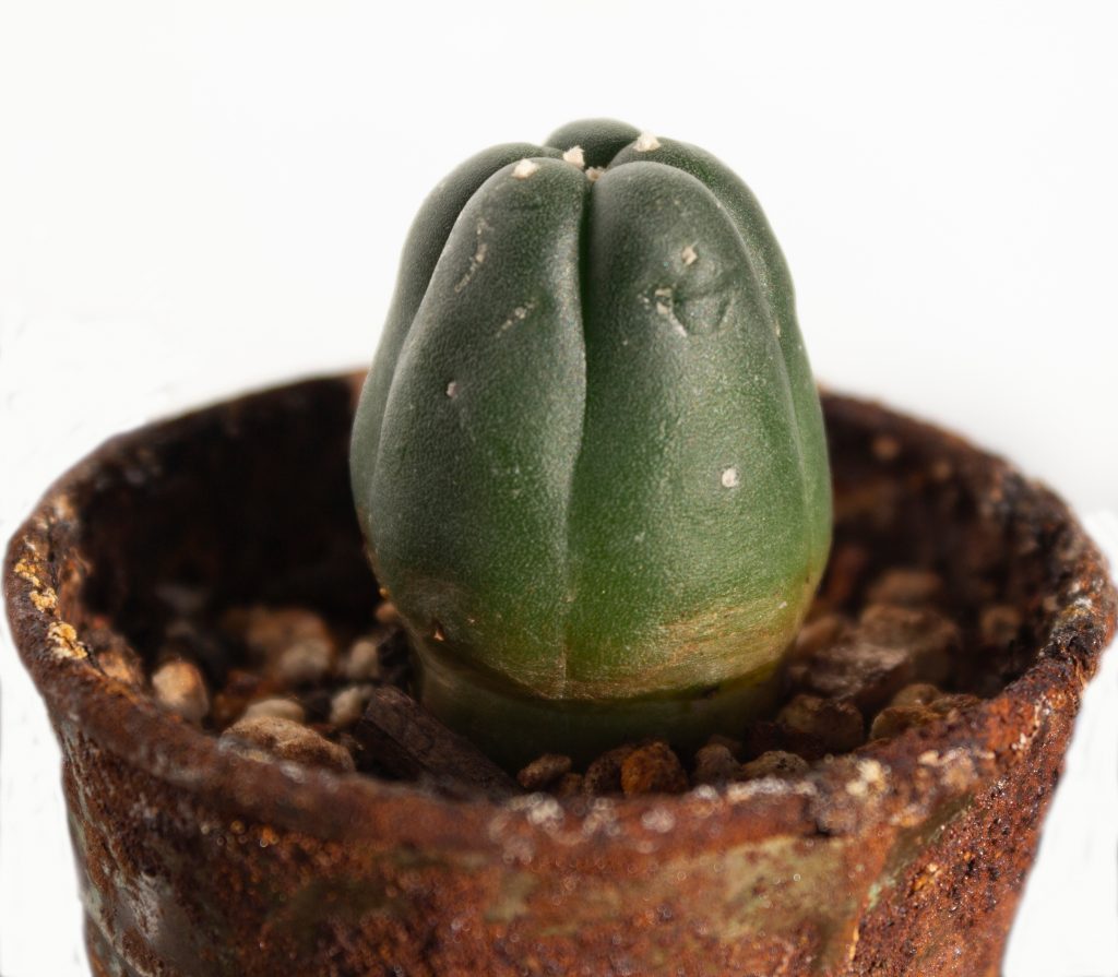 Peyotl o Lophophora williamsii - Mycotrop.com