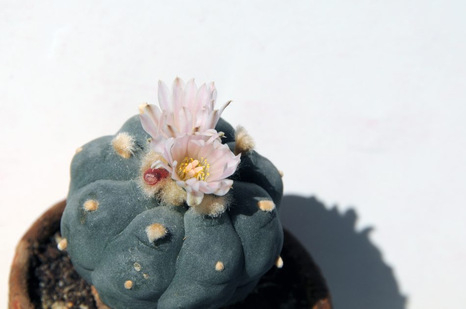 Peyotl o Lophophora williamsii - Mycotrop.com