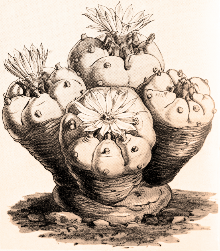 Peyotl ou Lophophora williamsii - Mycotrop.com