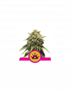 Introduction aux graines de cannabis Royal queen seed - Mycotrop.com
