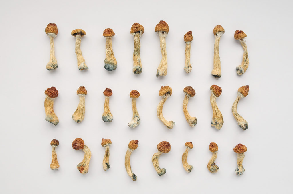 Psilocybin microdosing: a practice that is gaining ground - Mycotrop.com