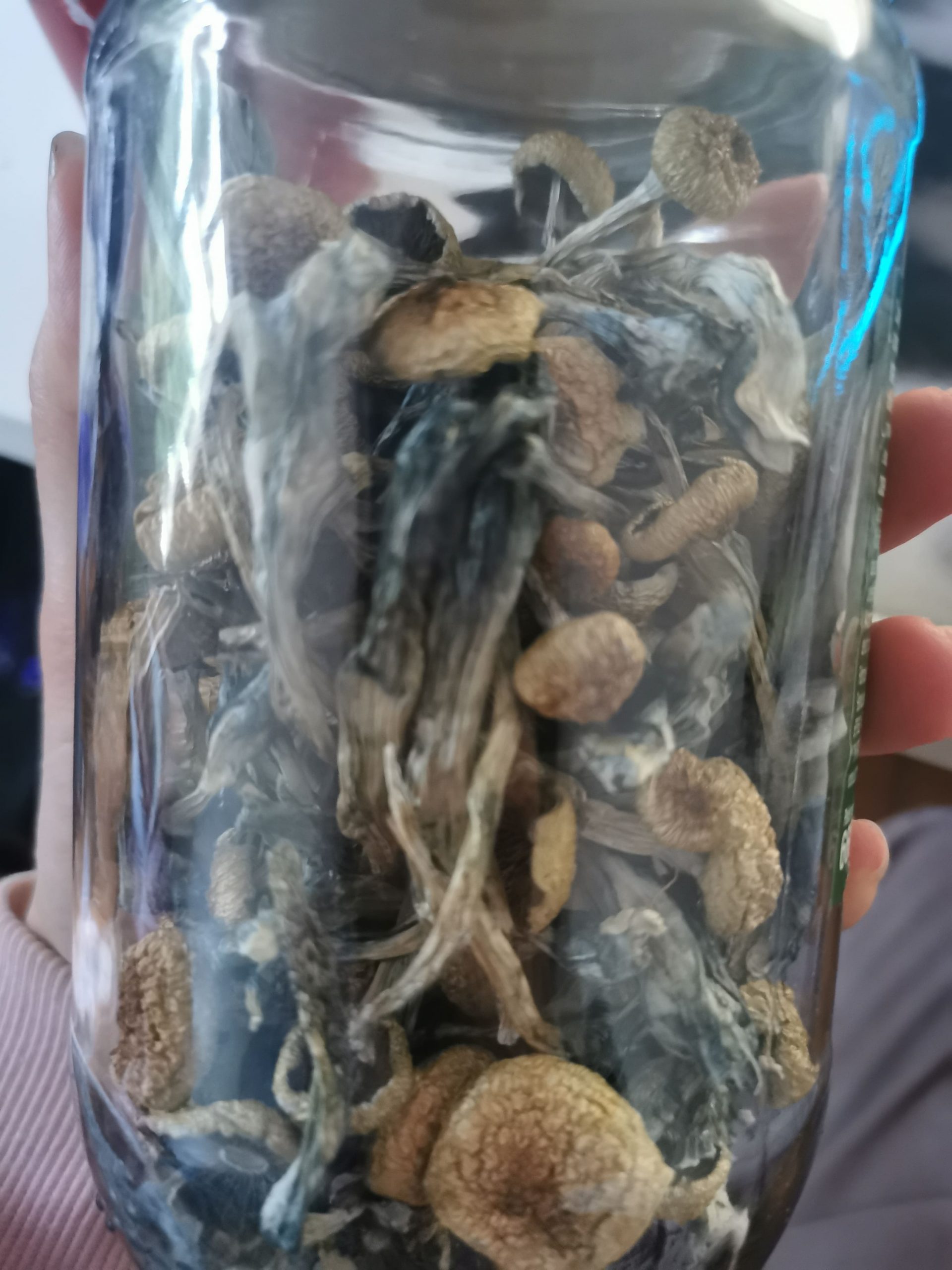 Comment cultiver les champignons hallucinogènes - Mycotrop.com
