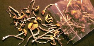 Le guide ultime sur les champignons magiques ou champignons ...