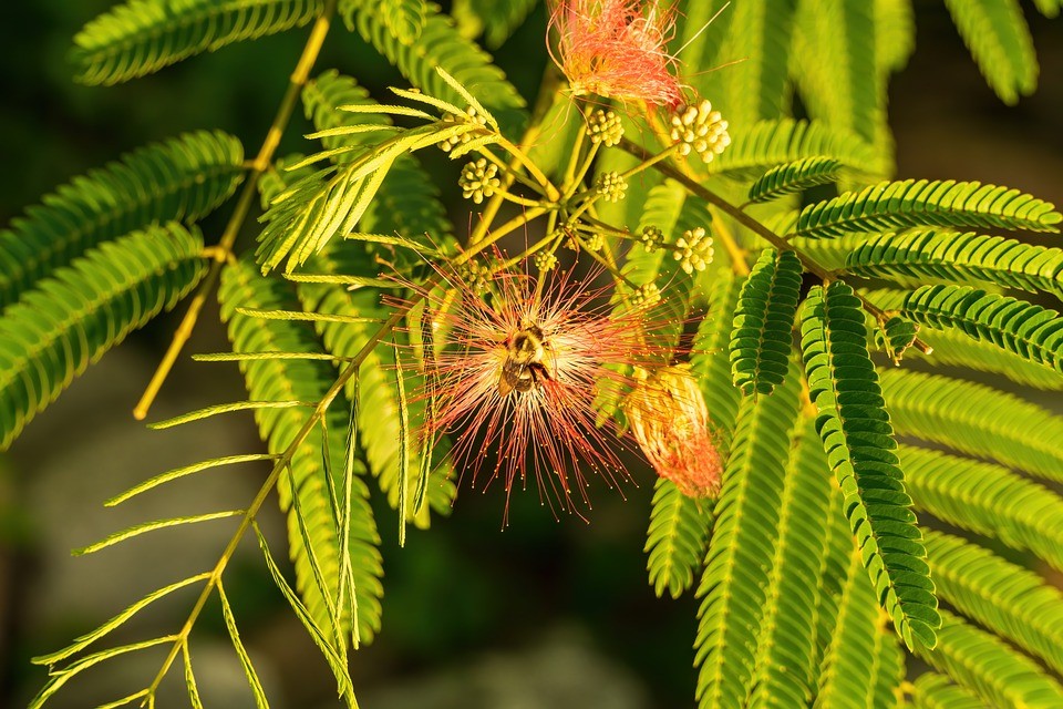 Mimosa hostilis (MHRB) - Mycotrop.com