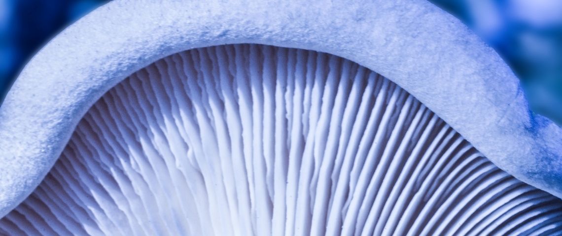 Le guide ultime sur les champignons magiques ou champignons ...